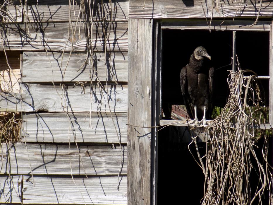 Vulture Death Scavenger free image download