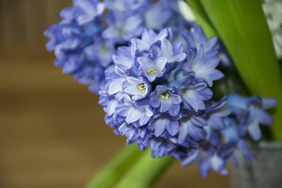 Hyacinth Spring Flower free image download