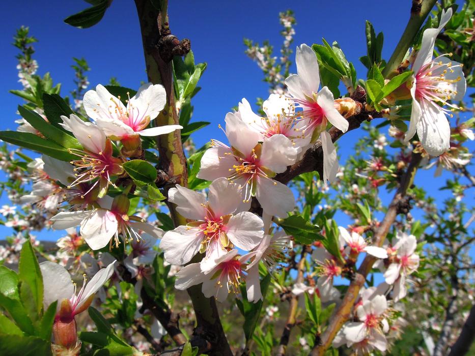 Almond Flower Flowering Tree Bloom free image download