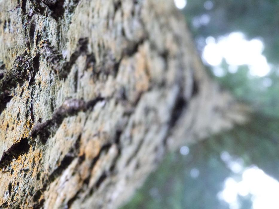 Tree Bark Trunk free image download