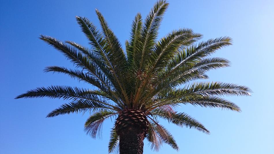 Arboretum Phoenix palm Plant free image download