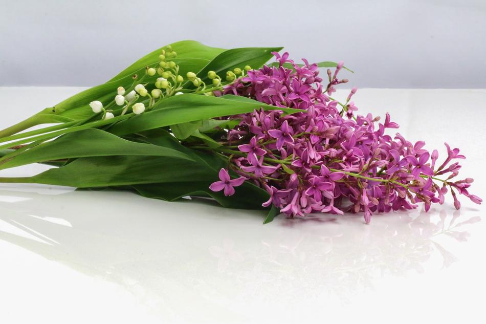 Thrush Lilac Flower free image download