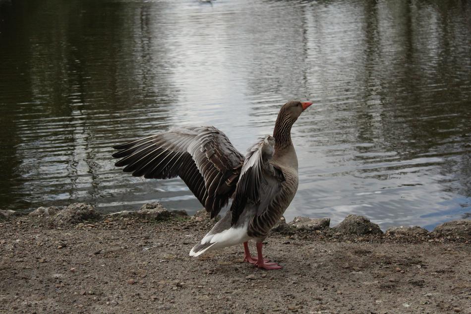 Goose lifting its wings free image download