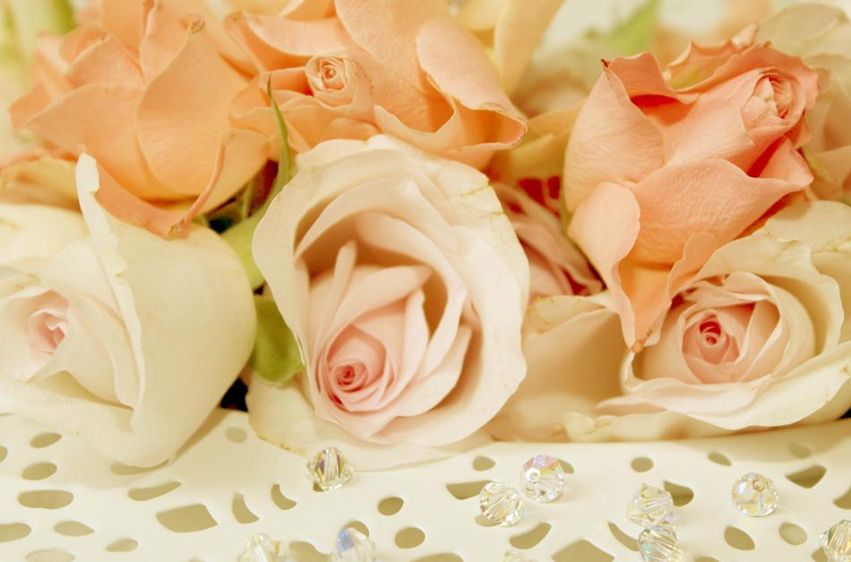 Roses Plate Romantic free image download