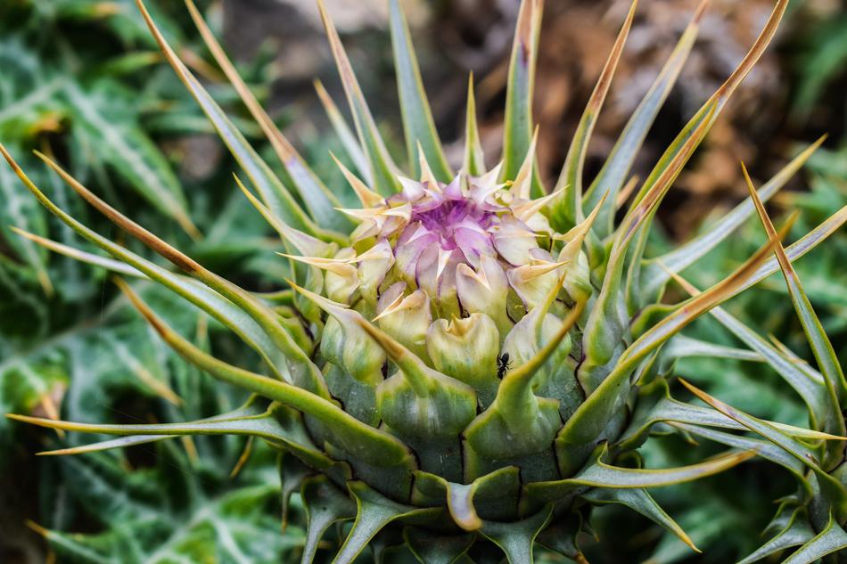 Cardoon Plant Nature free image download