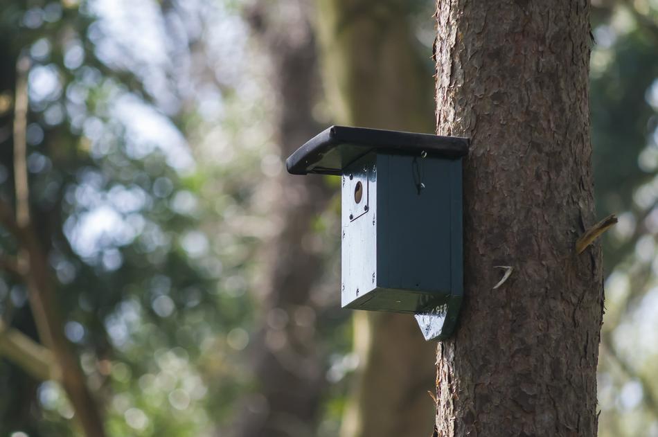 Nest Box Birdhouse Forest free image download