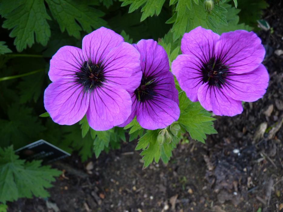 Flower Purple Violet free image download