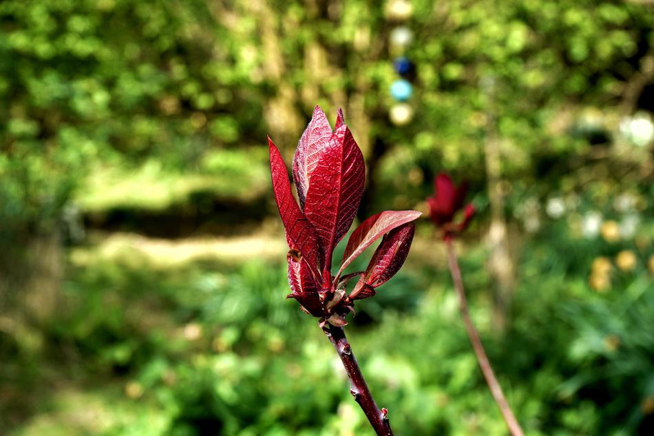 Plant Leaf Nature free image download