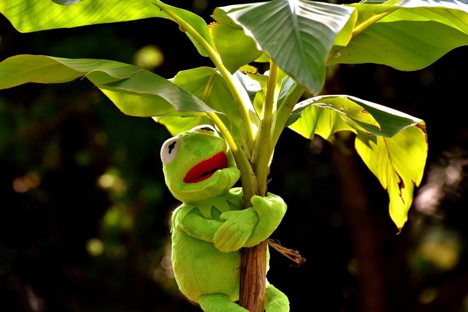 Exasperate Kermit Frog free image download