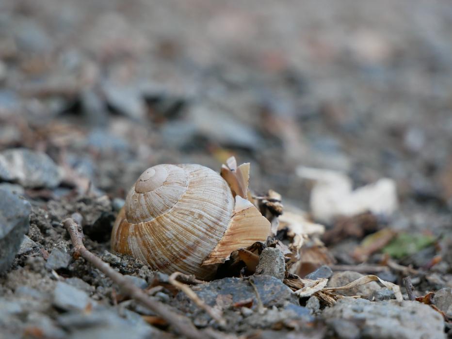 Snail Shell Casing free image download