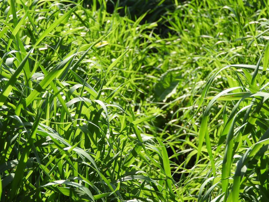Big Grass Plant free image download