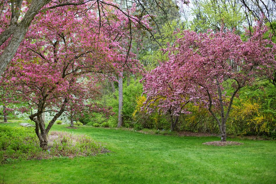 Spring Pink Flowers Tree free image download