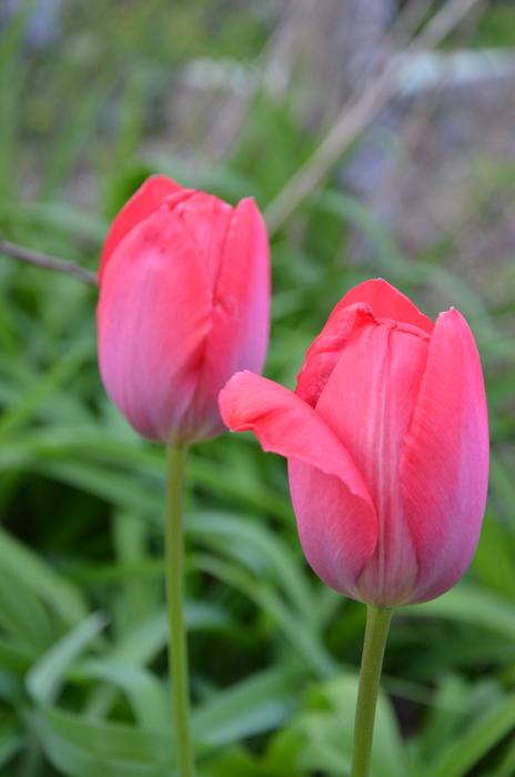 Tulip Red Spring free image download