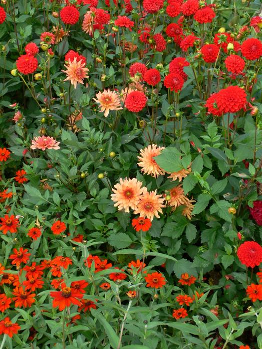 Nature Flowers Autumn free image download