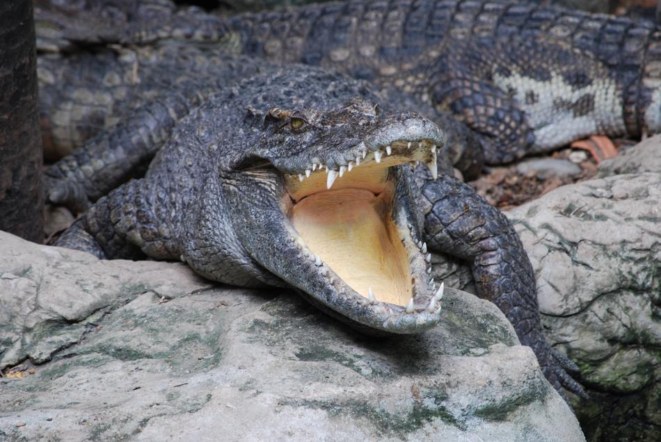 Crocodile Zoo Mouth free image download