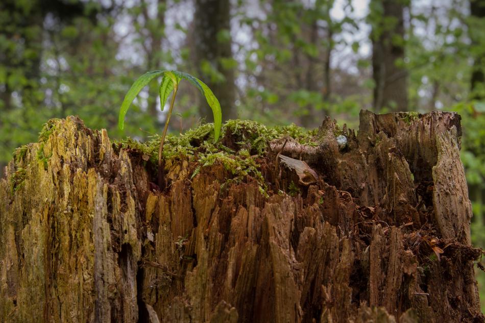 Seedling Maple Tree free image download