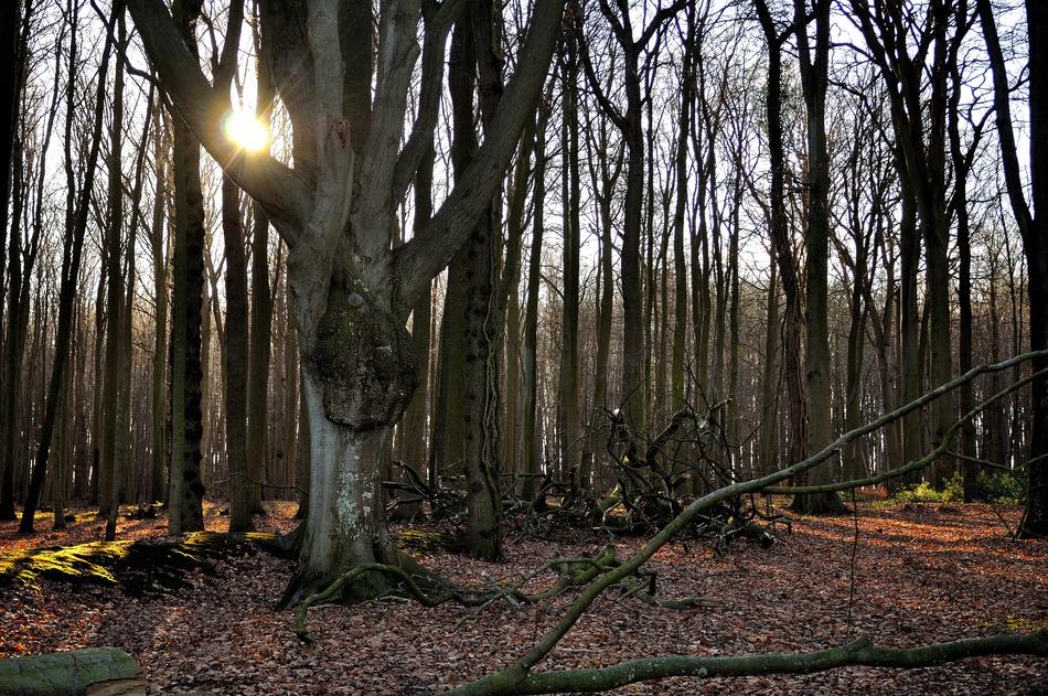 Spooky Forest Nature at Sunlight free image download
