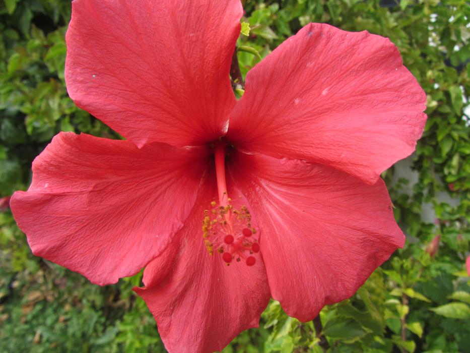 Red large tropical flower bud free image download