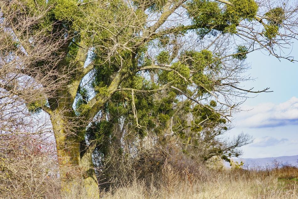 Tree Plant Nature free image download