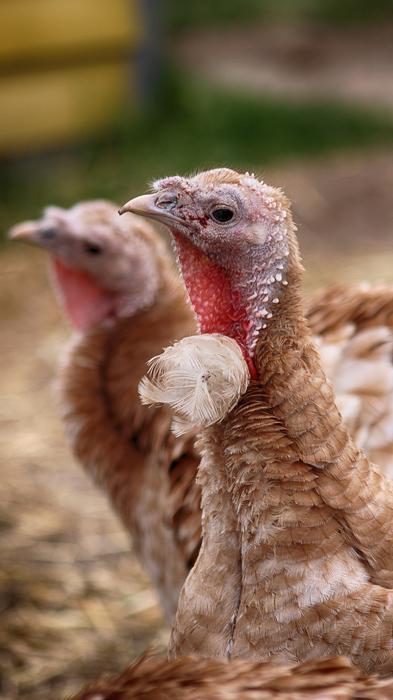 Farm Turkeys Nature free image download