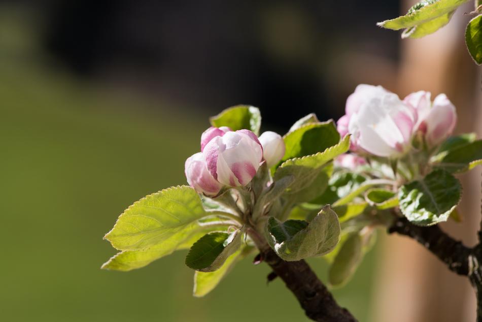 Apple Tree Flowers blooming free image download
