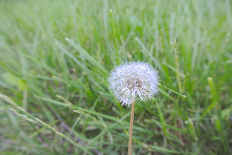 Dandelion Nature free image download