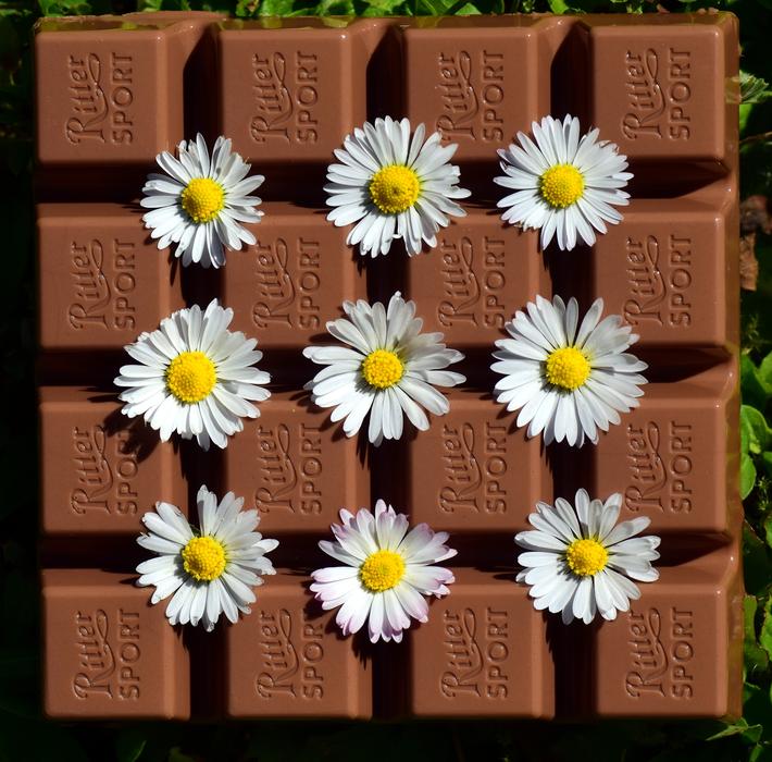 Chocolate daisies are nice. free image download