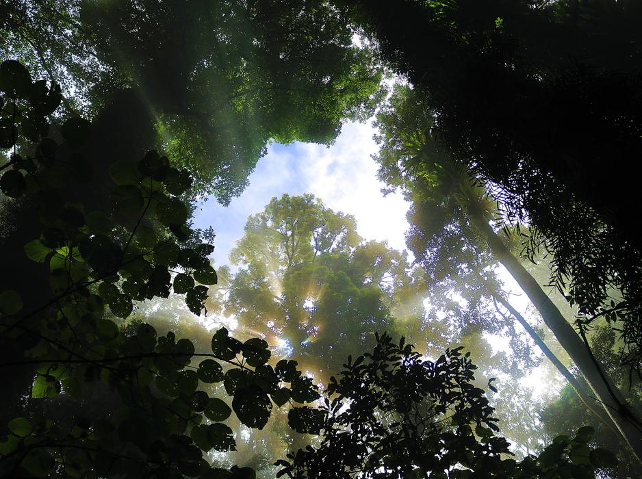 Forest Tree Crown free image download