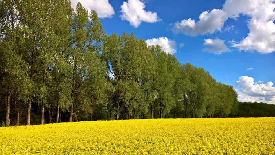 Spring Westerwald Field free image download
