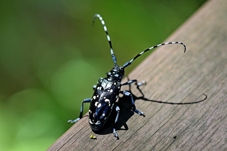 Alrak Long-Horned Beetle Bug free image download