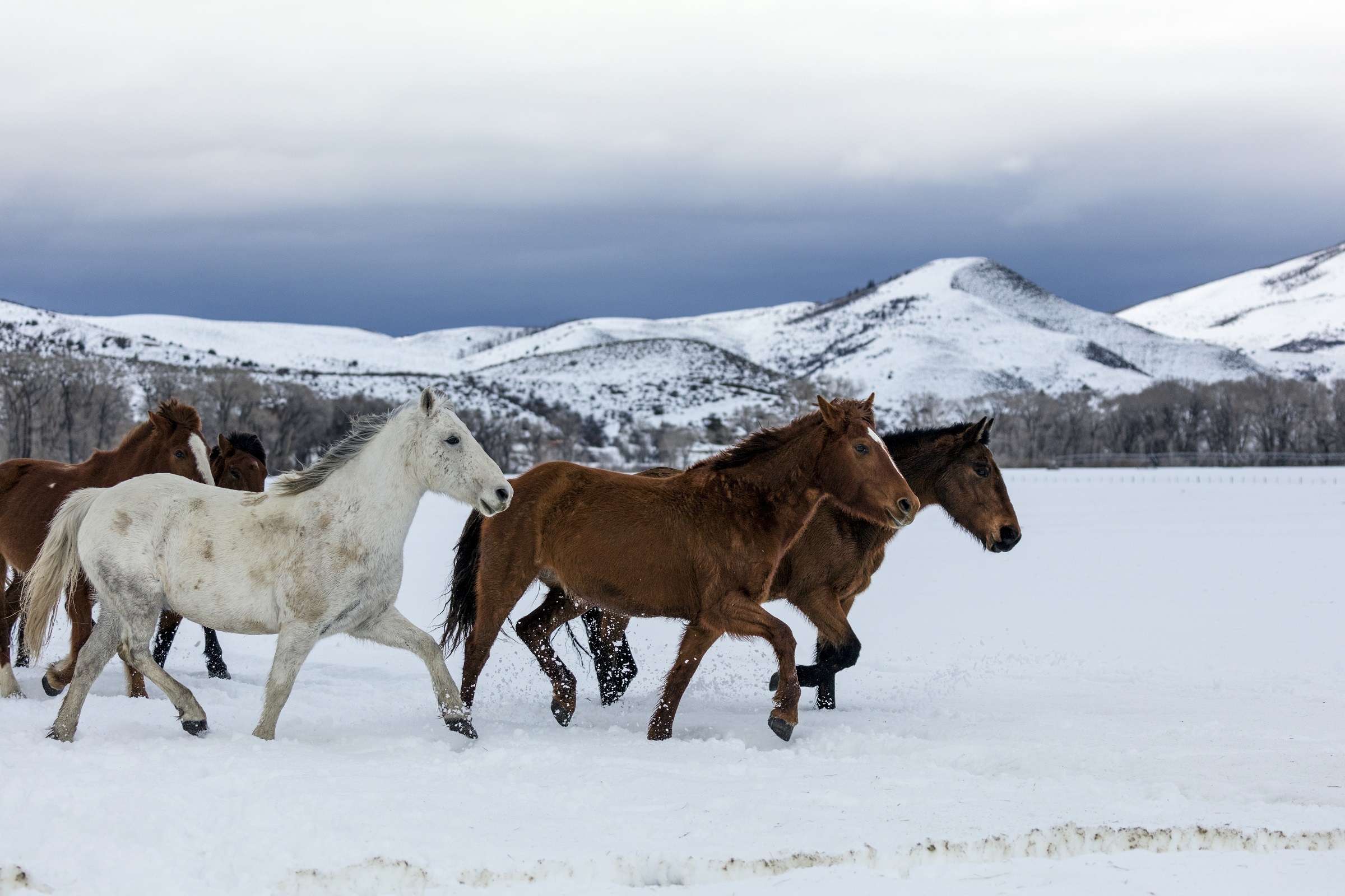 Horses Walking Panorama free image download