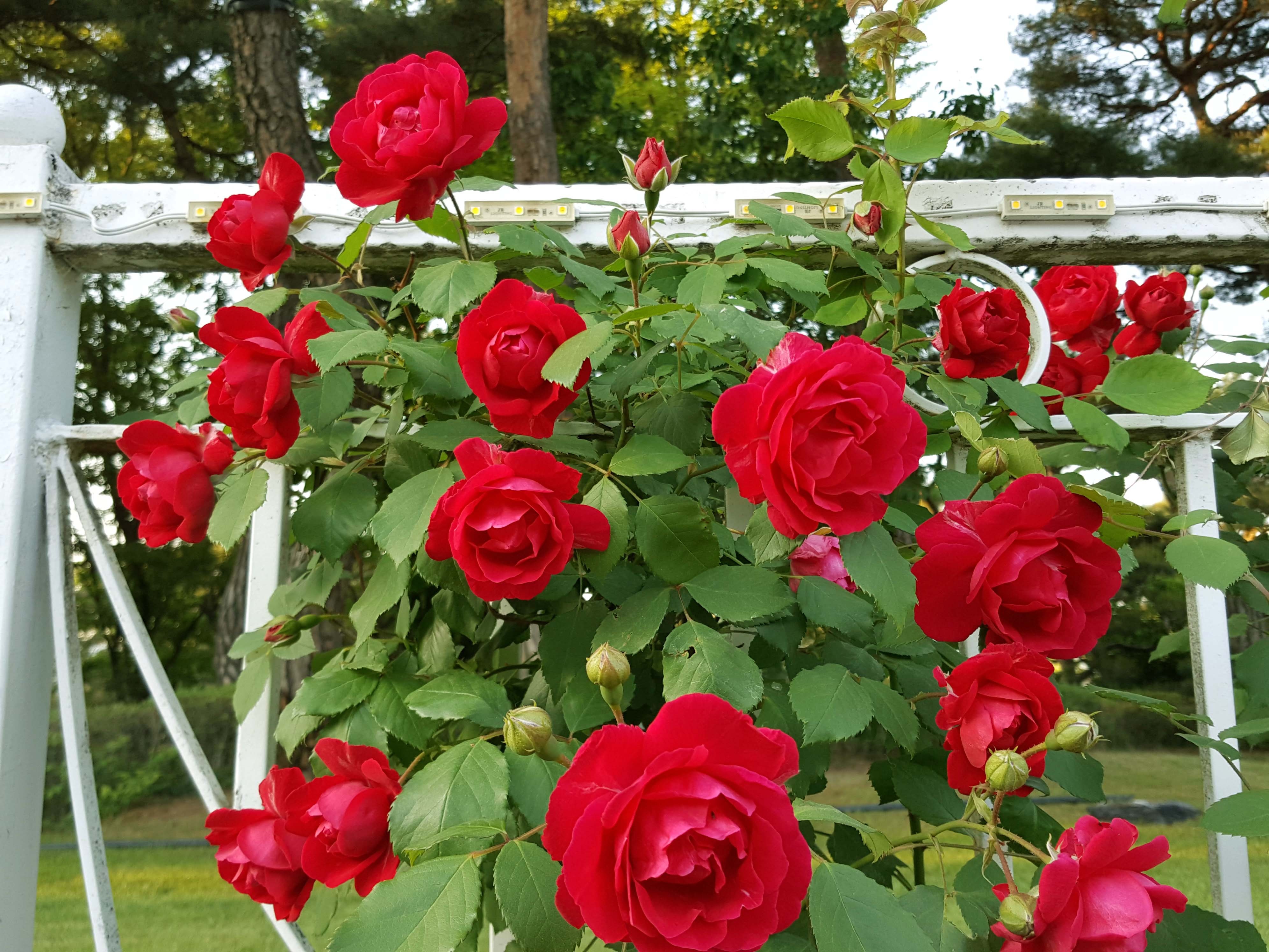 Tendrils Rose Red free image download