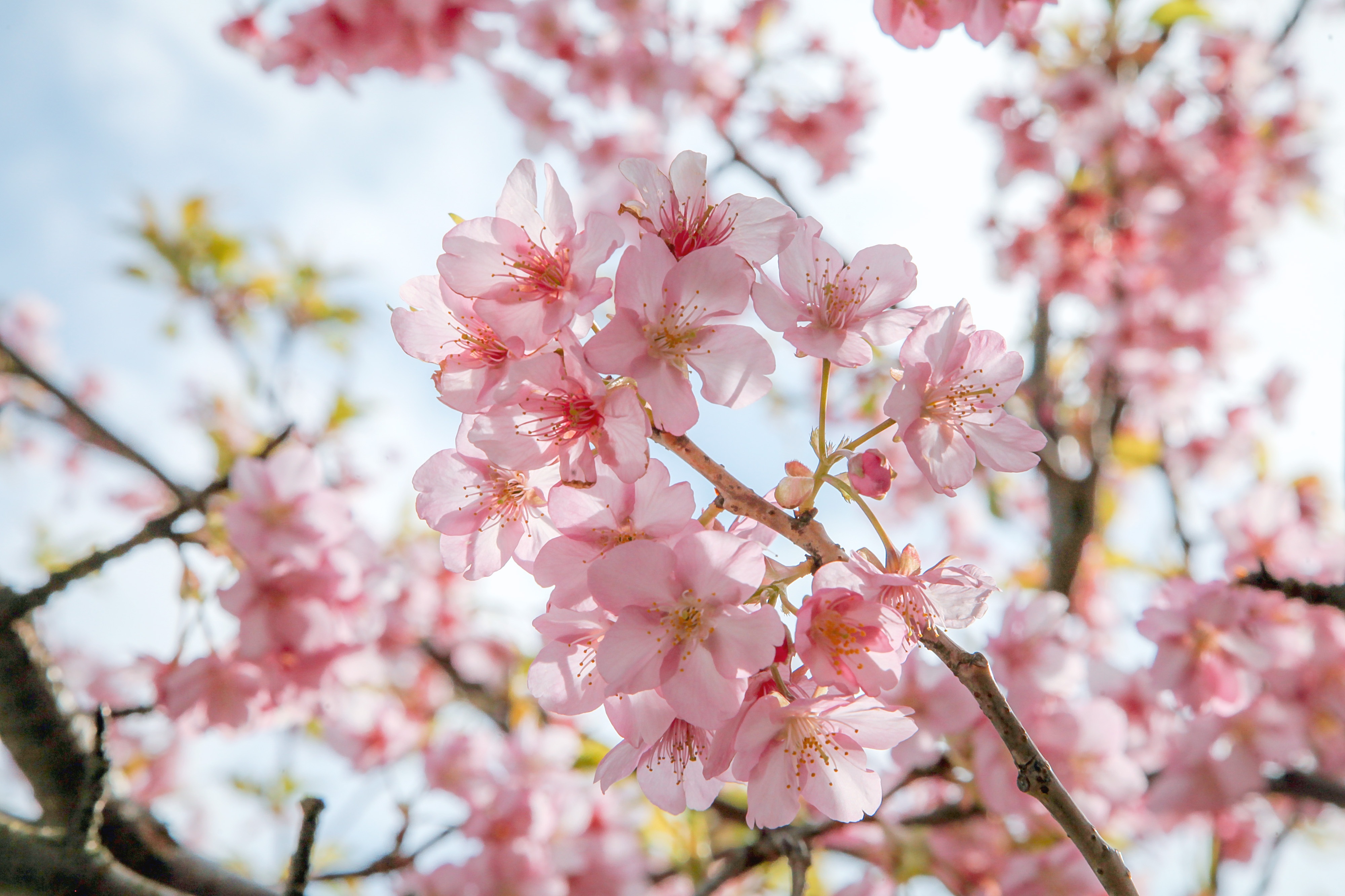 Cherry Blossoms Pink Natural free image download