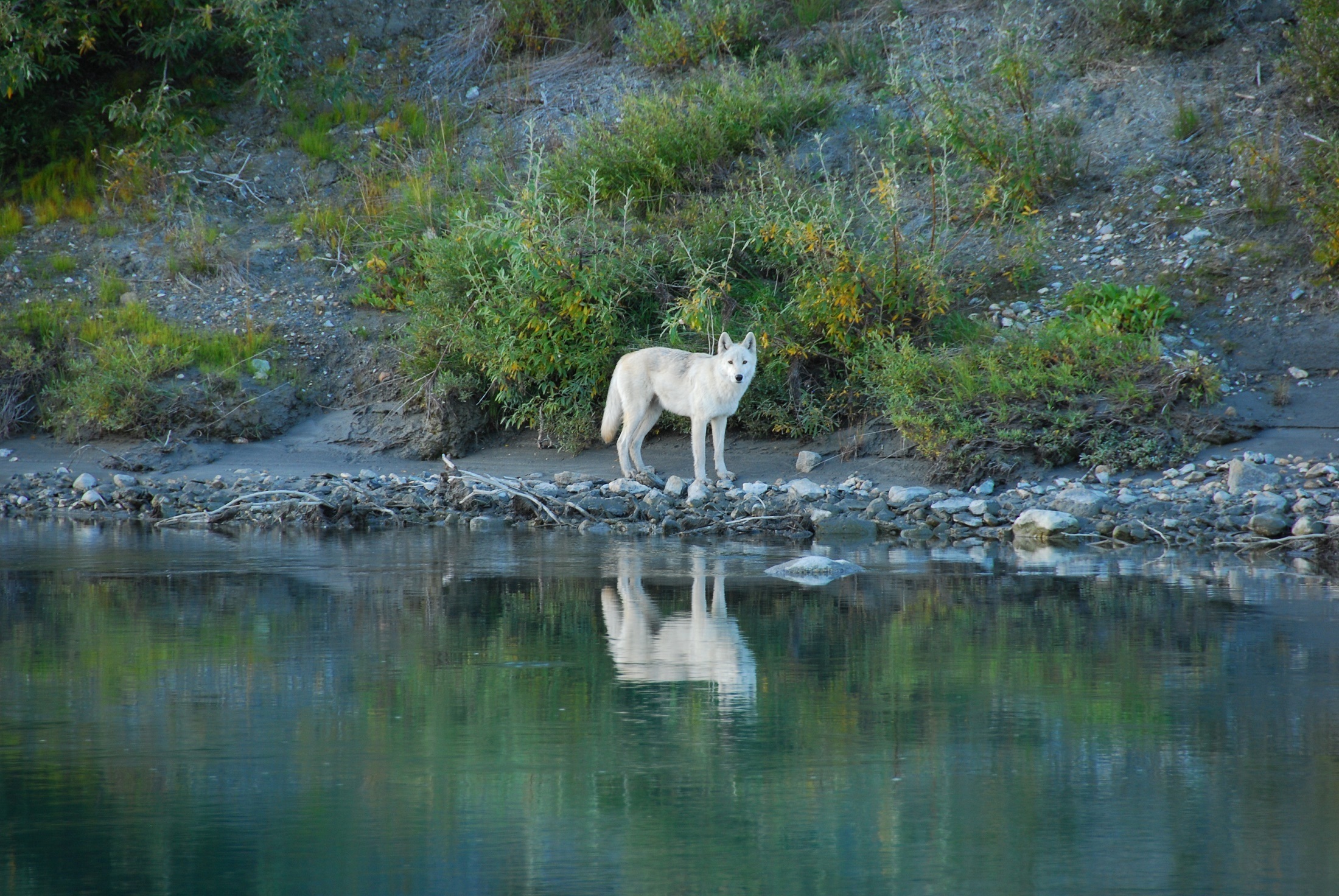 Wolf Lone Predator free image download