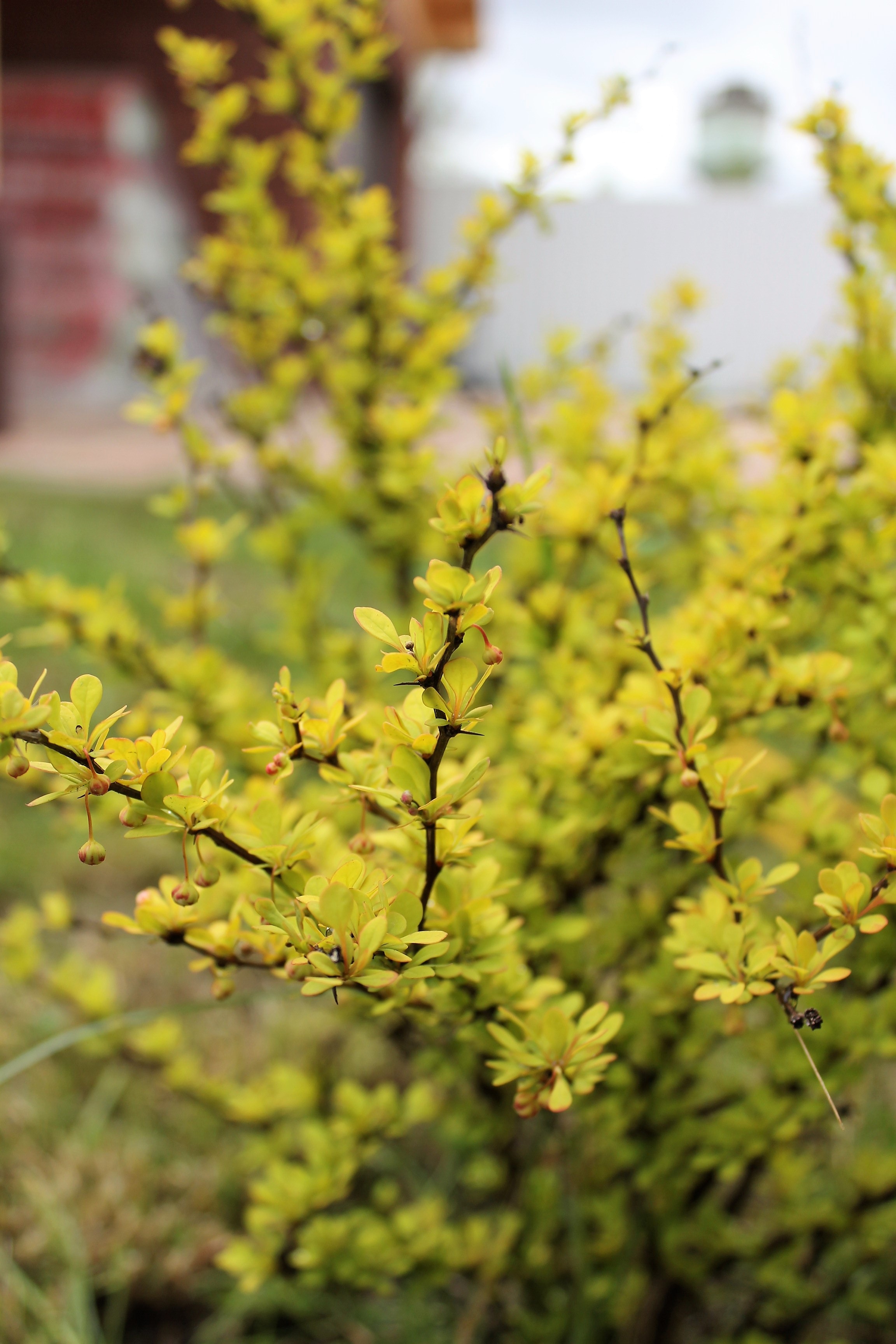 Shrub Barberry Yellow free image download