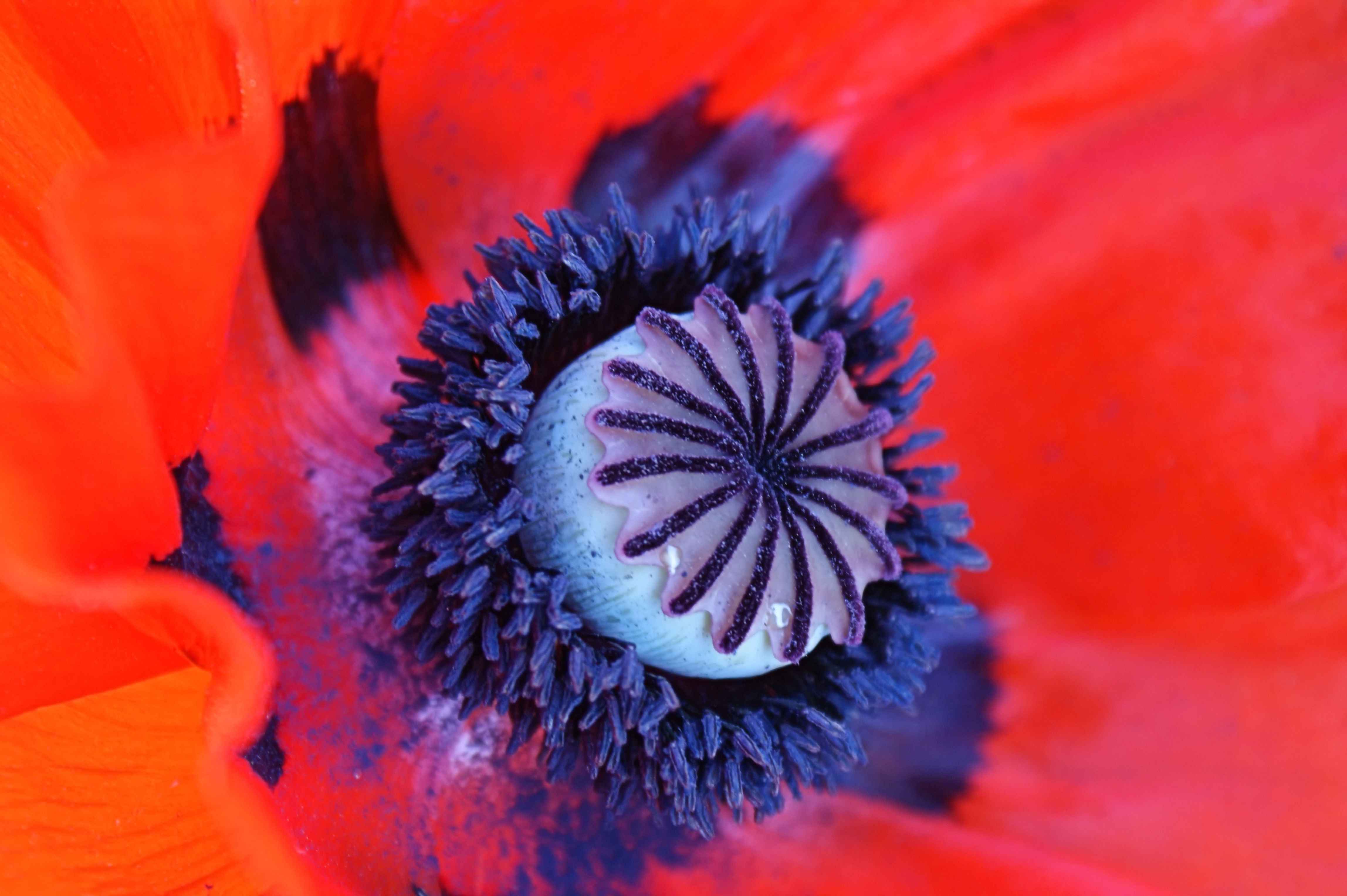 Poppy Close Up Nature free image download
