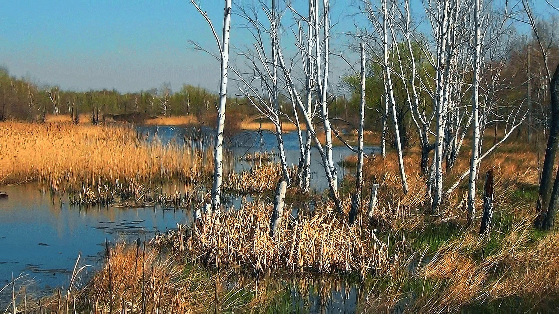 Nature Birch Spring Trees free image download