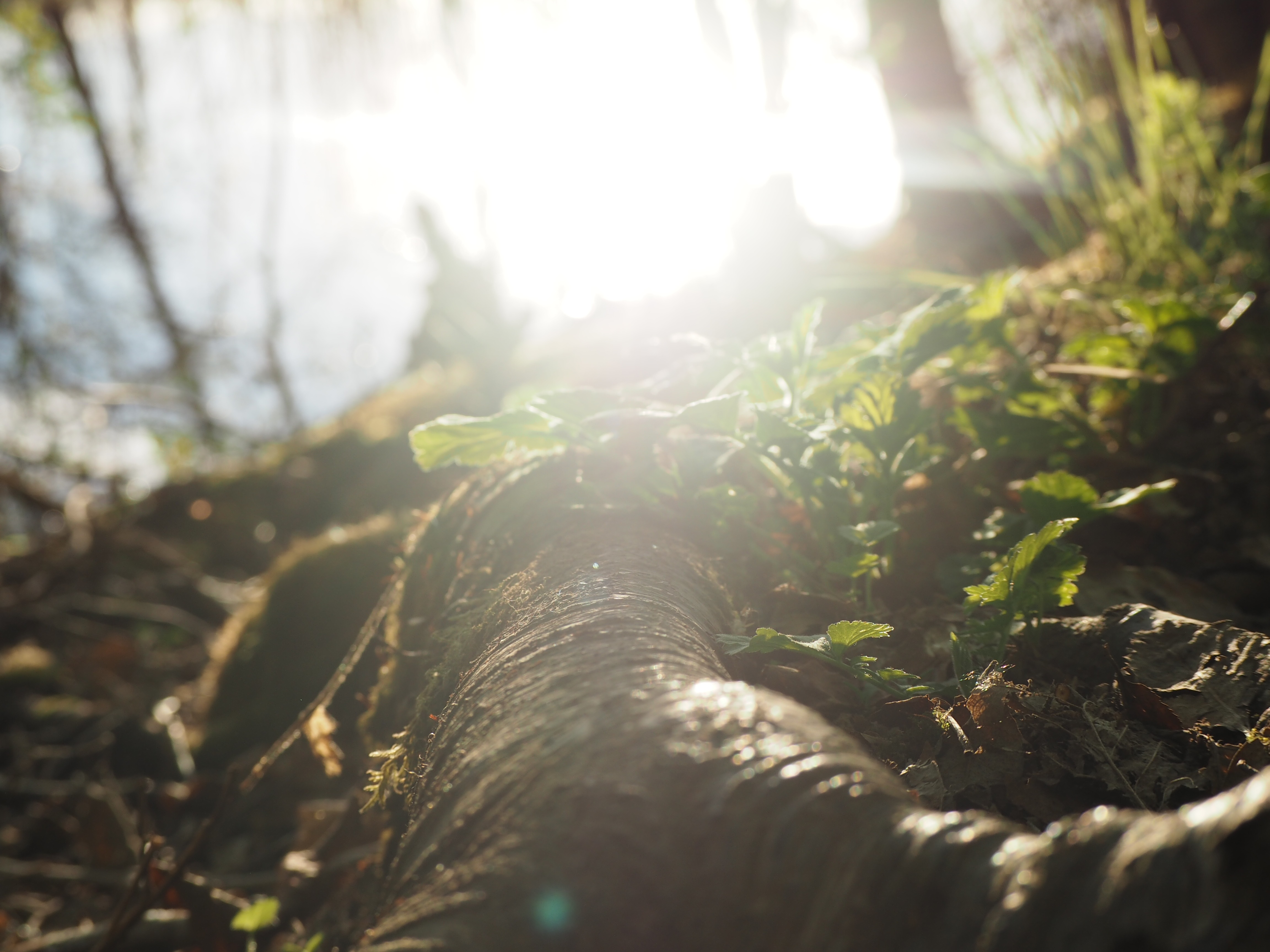 Finland Finnish Nature free image download