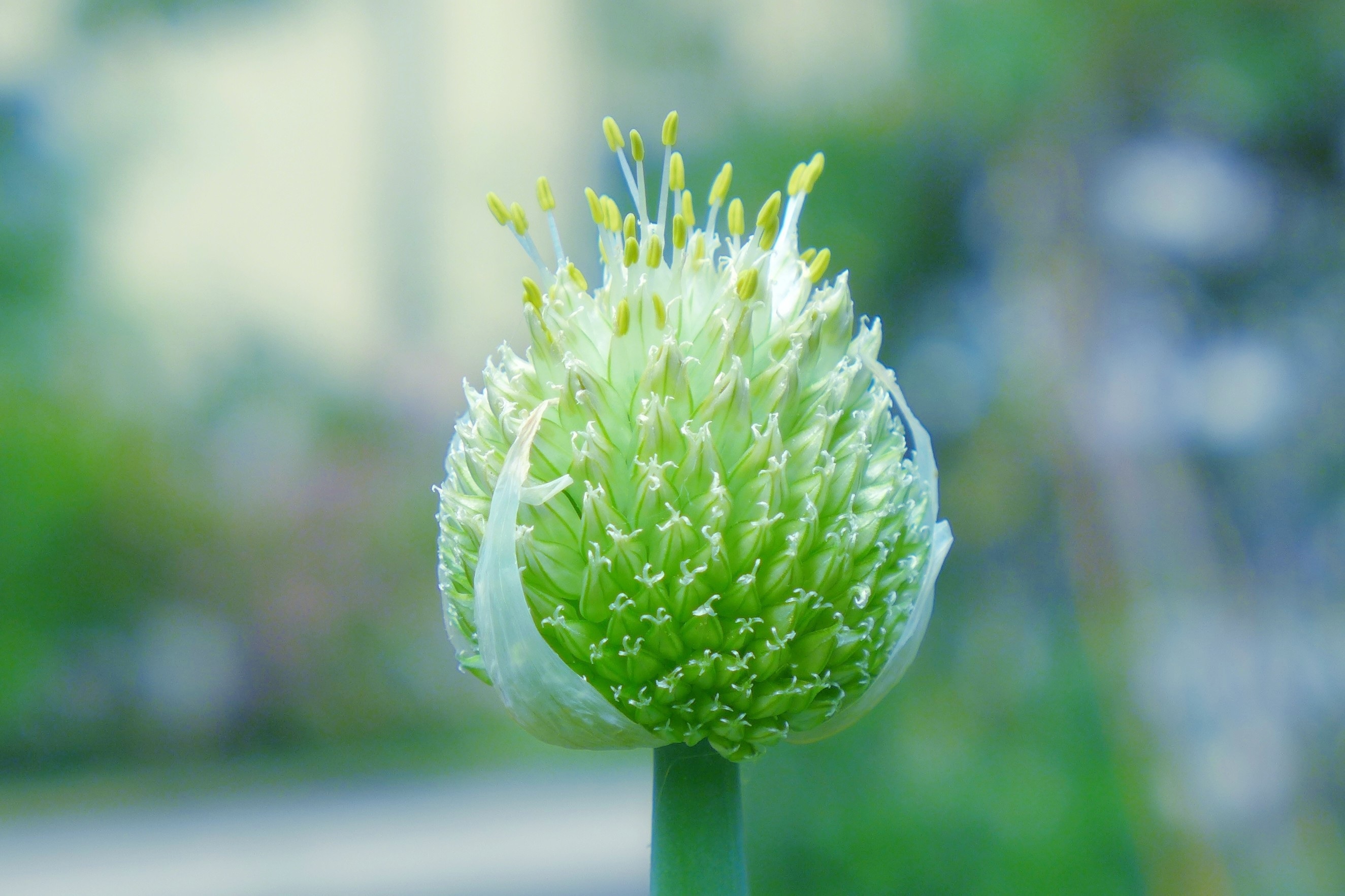 Blossom Bloom Onion Close free image download