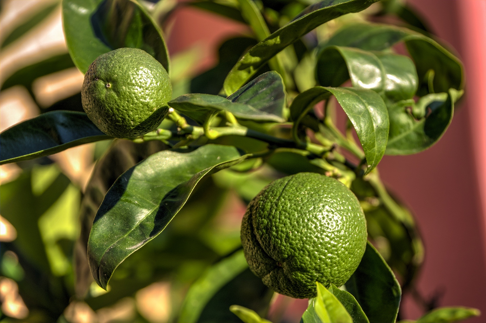 Nature Fruits Fruit free image download