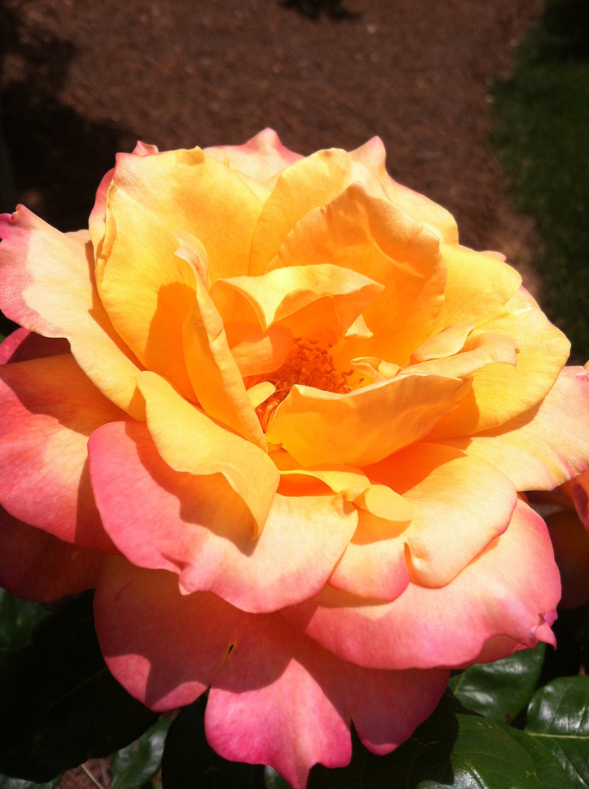 Flower Rose free image download