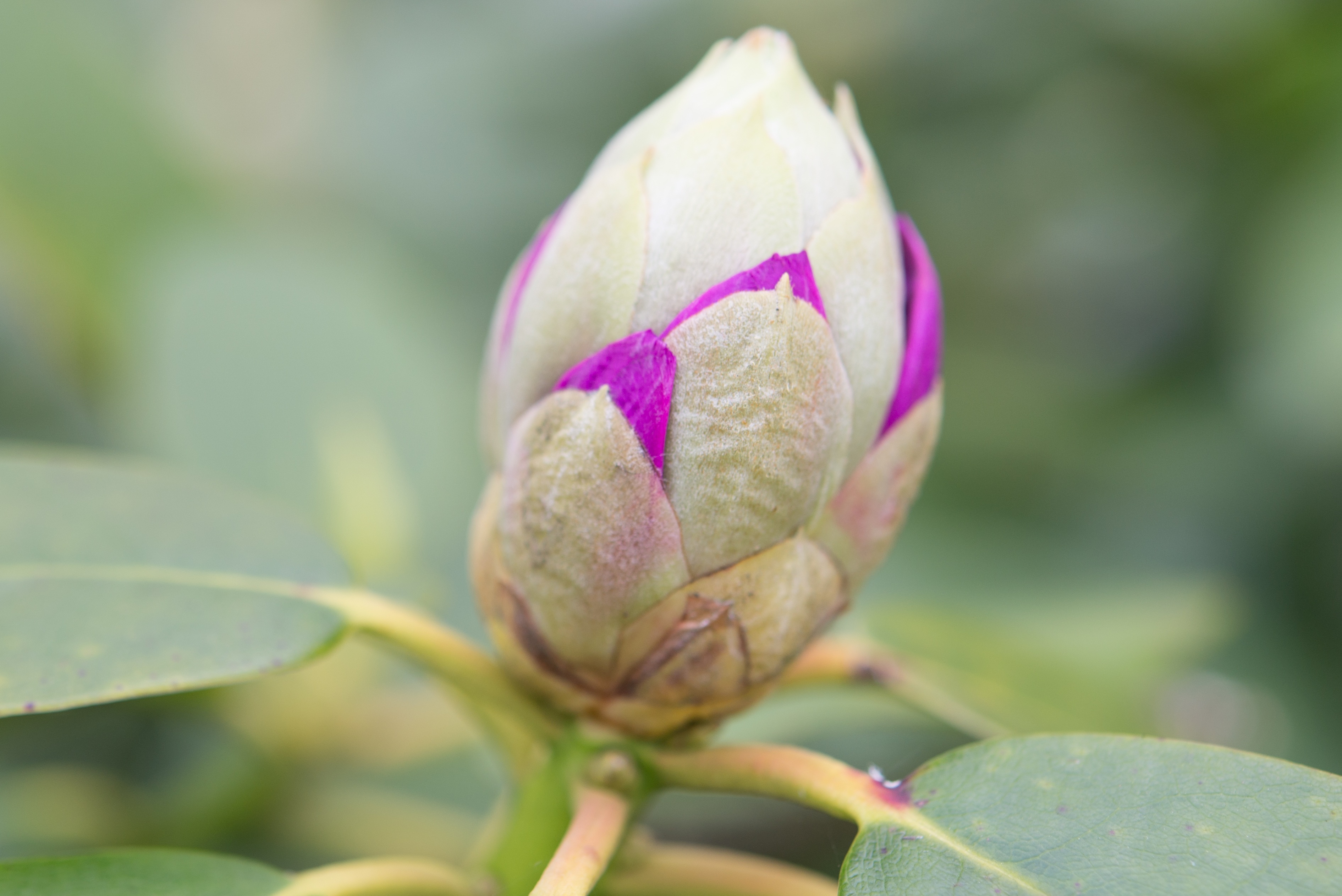Flower Bud Floral free image download