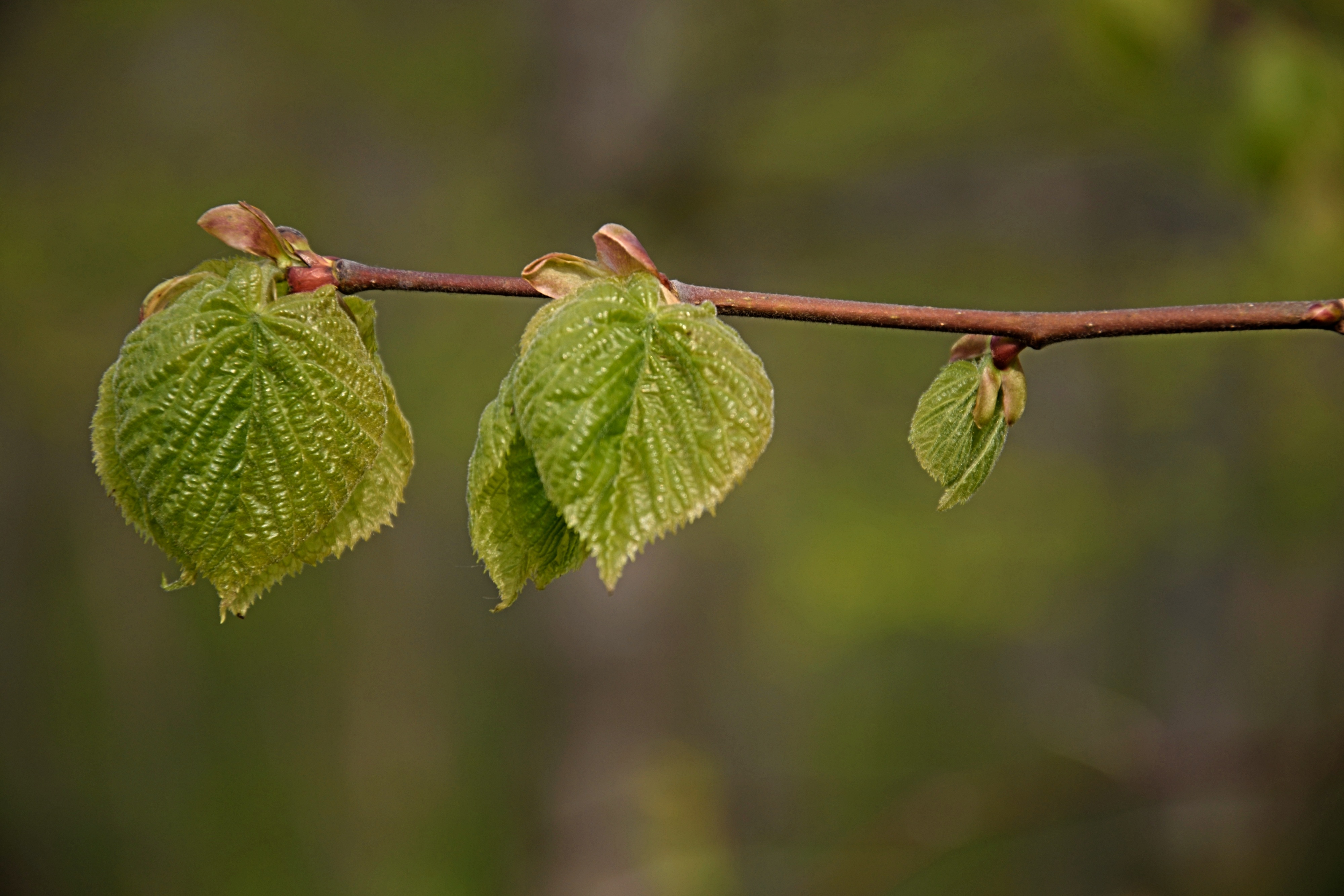 Round leaves on branches free image download