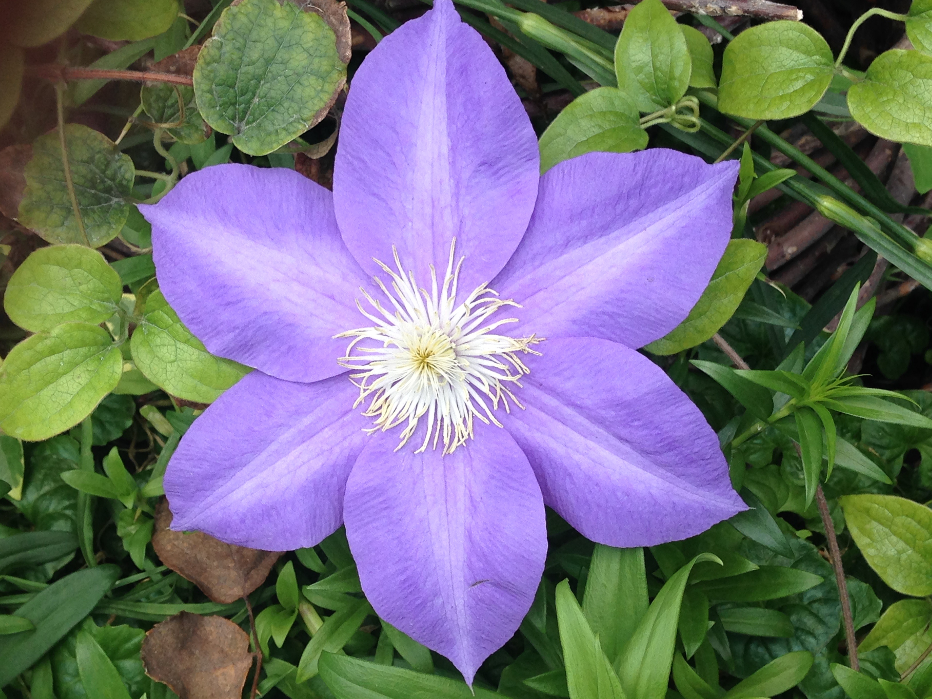 Blooming flower in the grass free image download