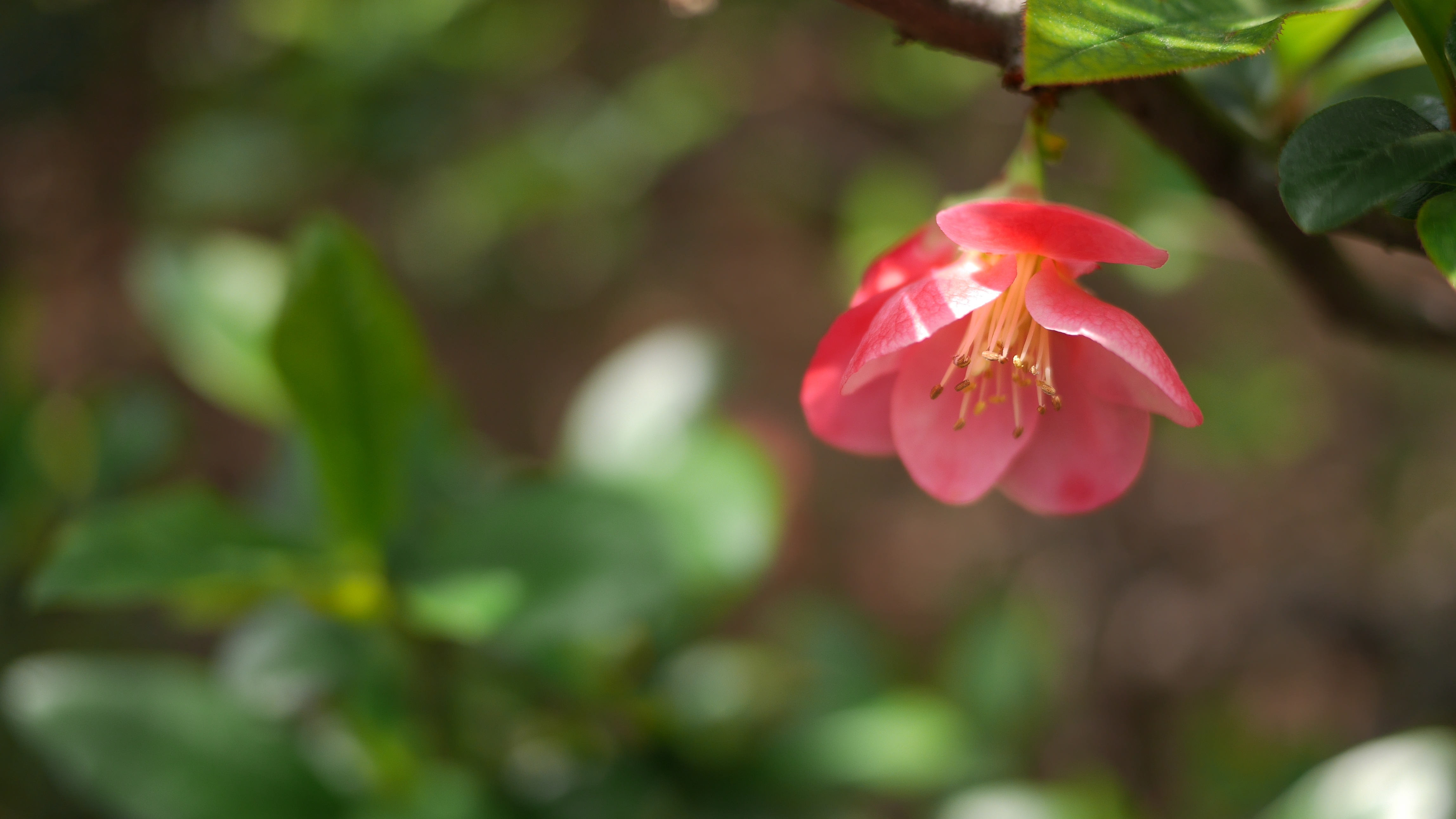 Spring Flower free image download