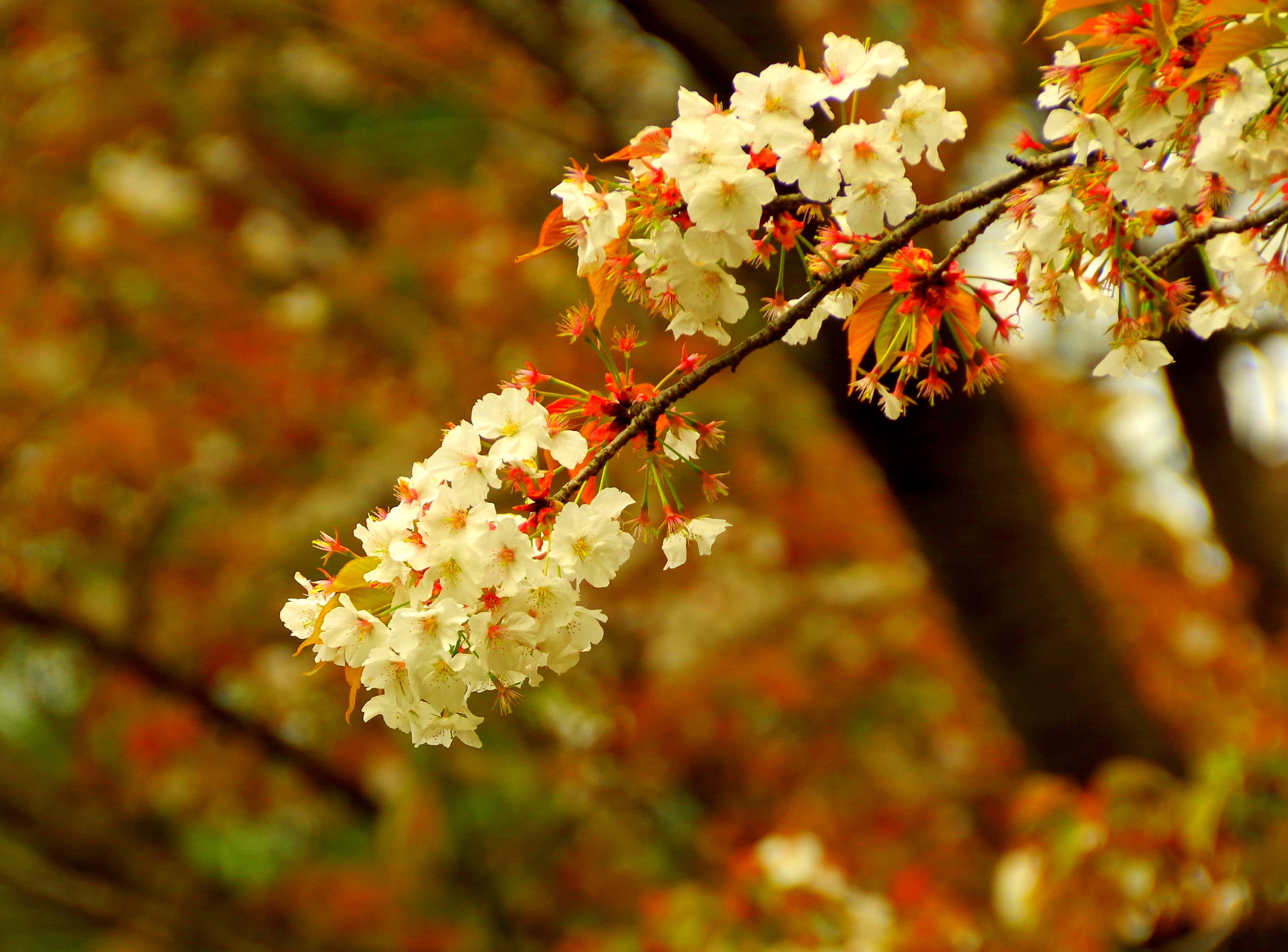 Beautiful spring flowers on a tree in the garden free image download