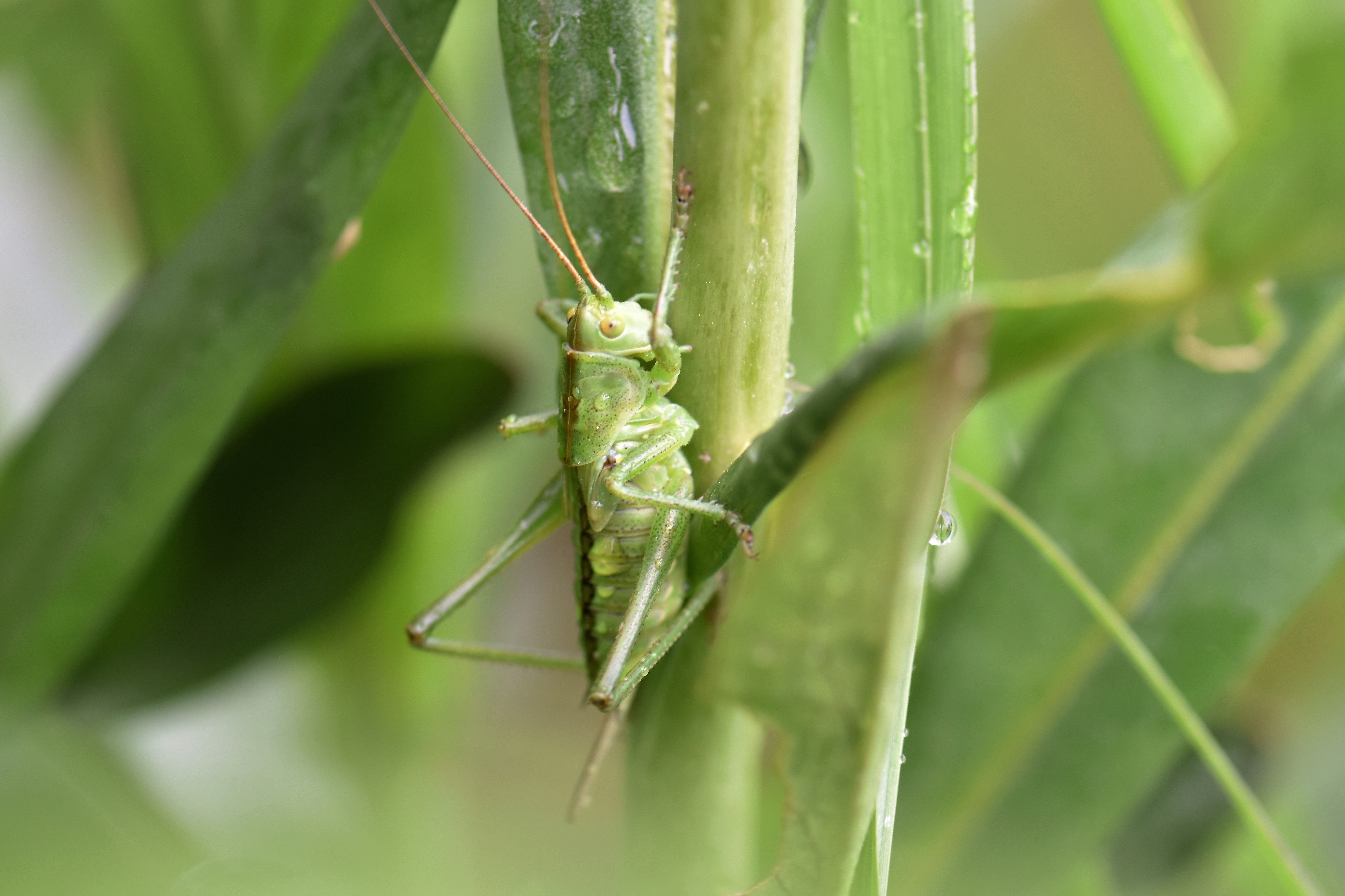 Green Grasshopper Leaf macro view free image download