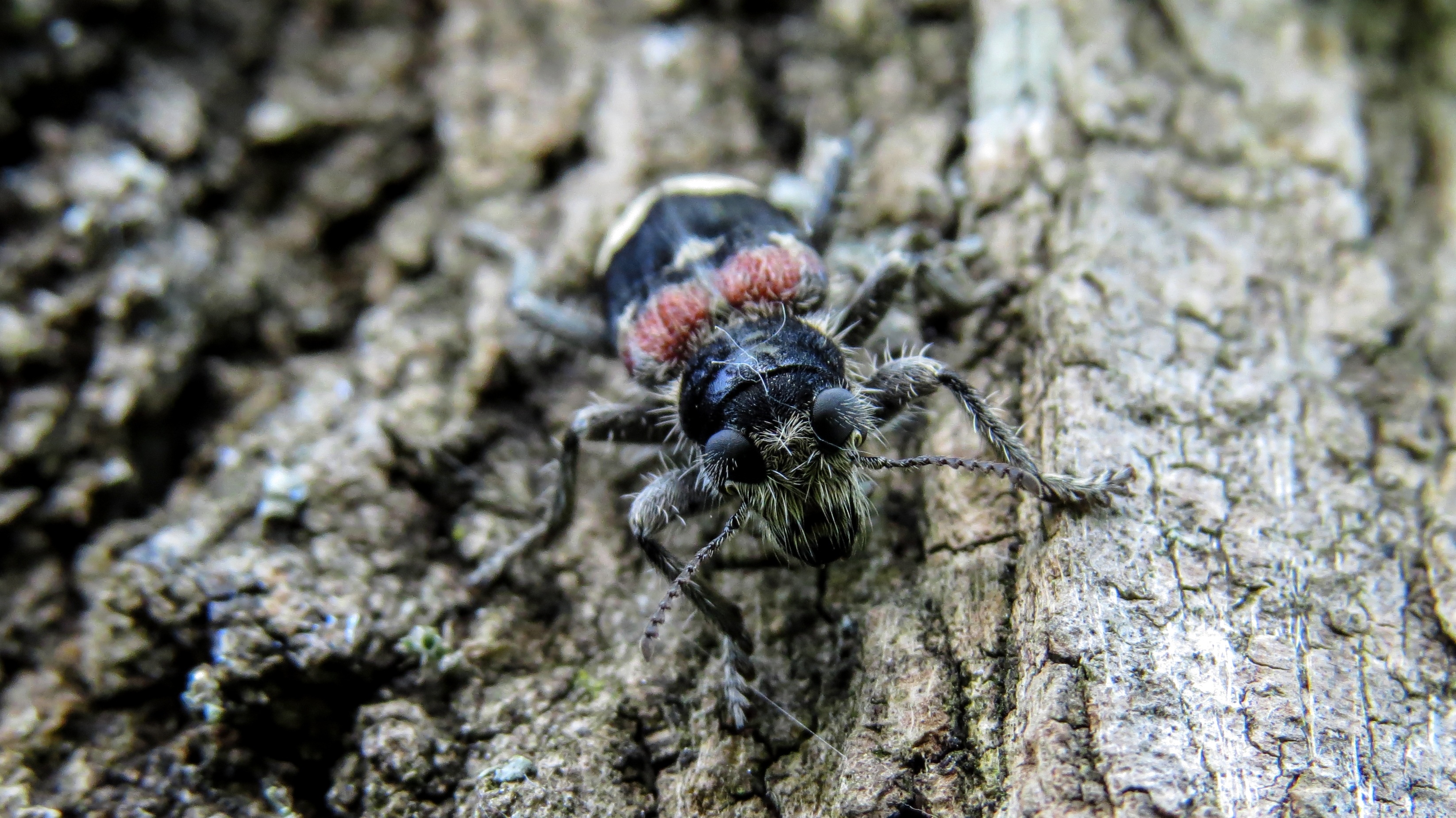Nature Macro Insect free image download