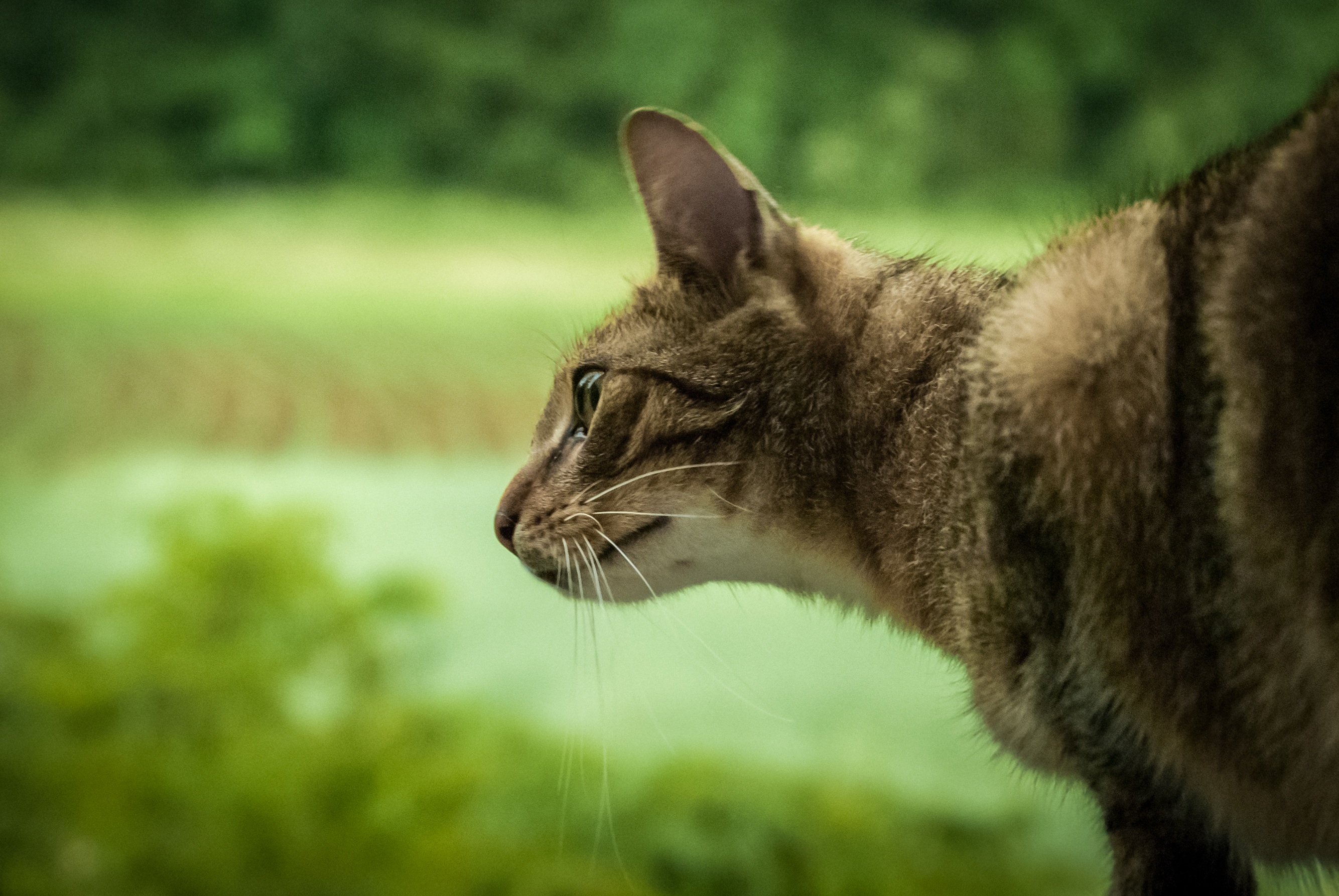 Hunting Cat free image download