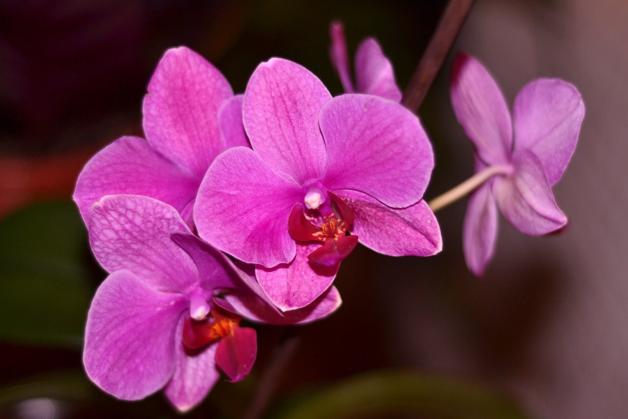 Desire Flower Photography free image download